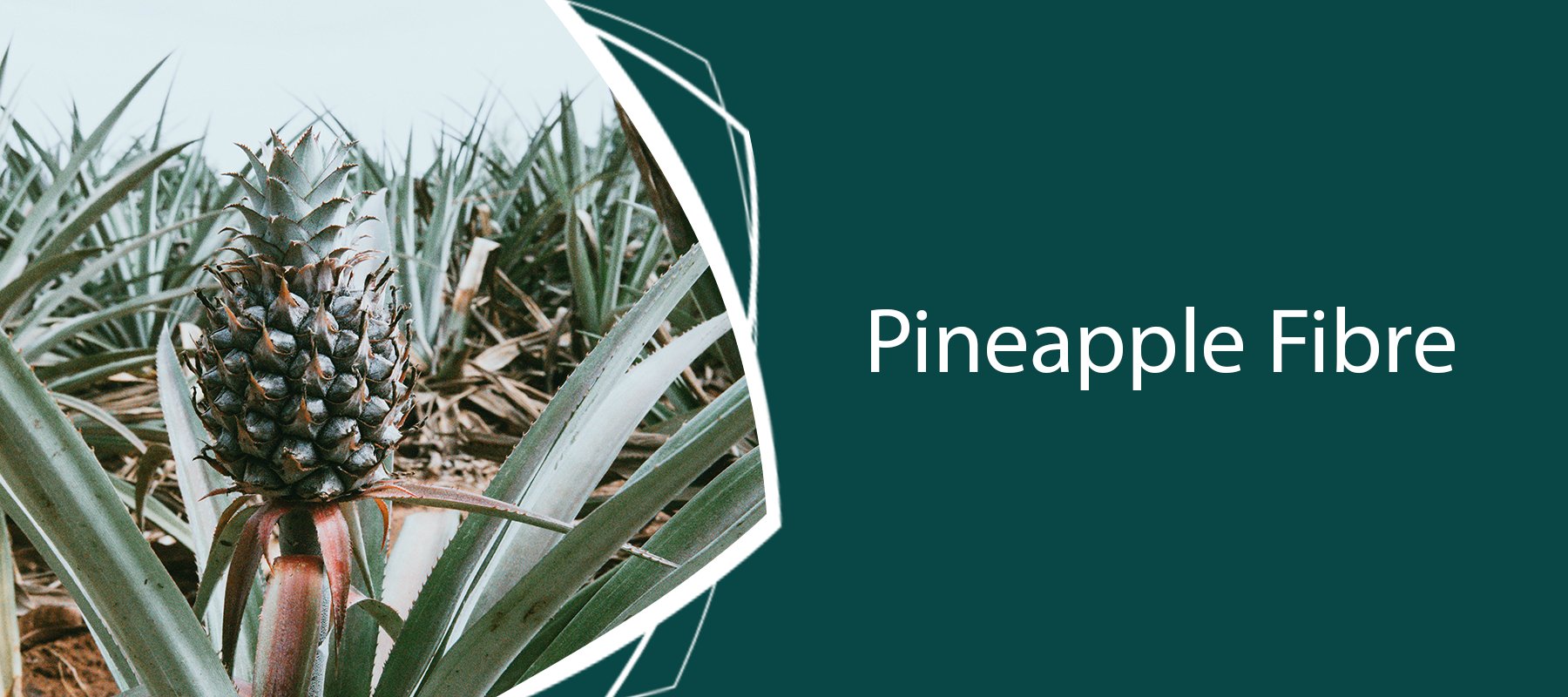 Pineapple Fibre for Spinning & Felting | Thread Collective