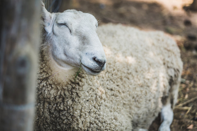 Listen to the Wool | Josefin Waltin & Dan Waltin – Thread Collective